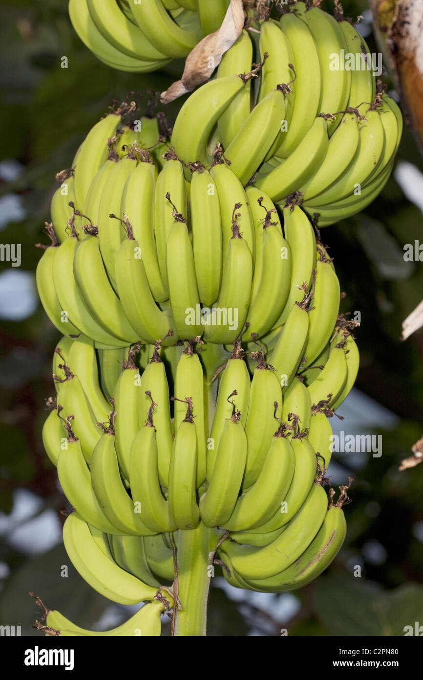 Large Banana Bunch Stock Photo - Alamy