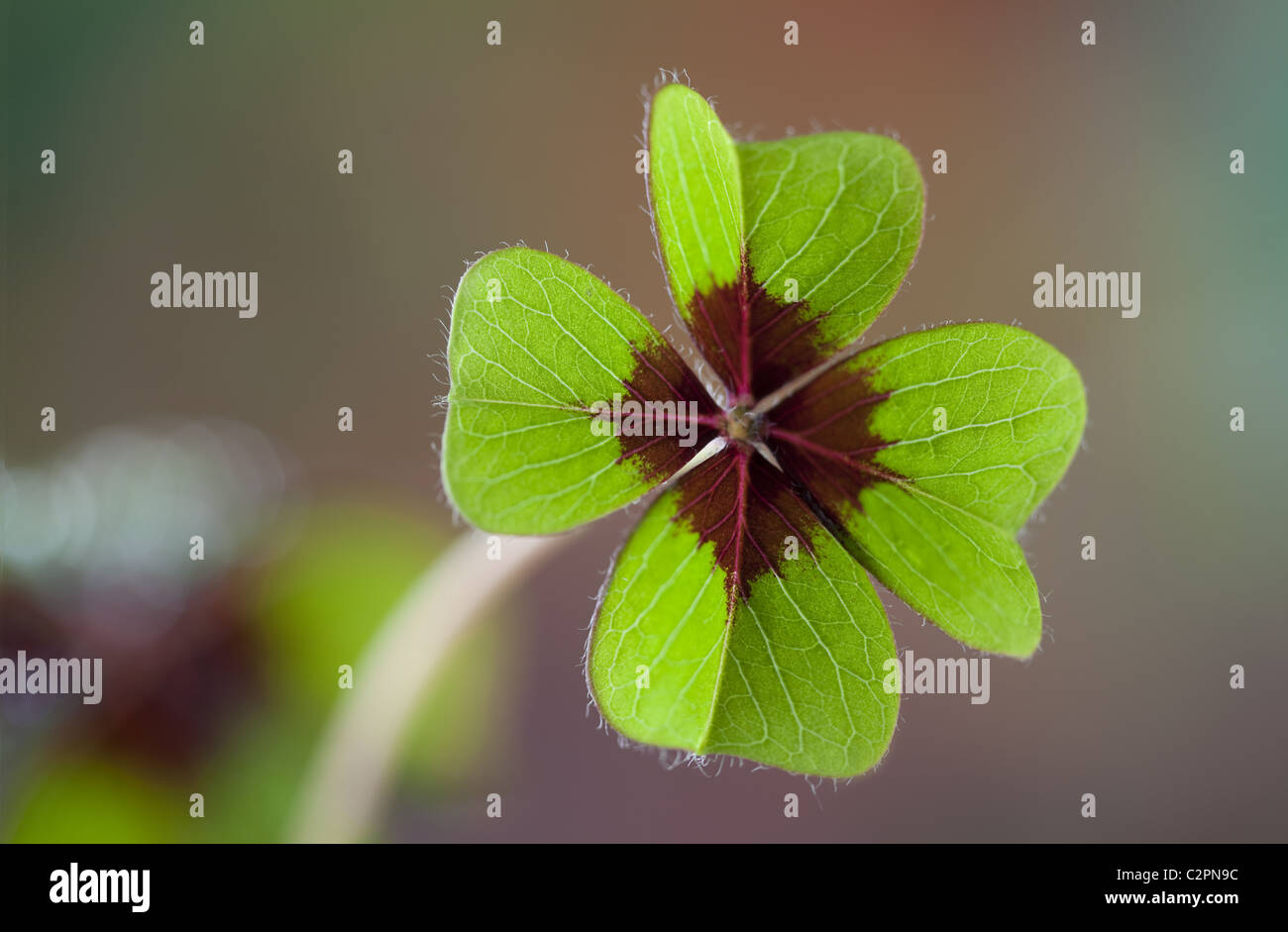 Four - Leaved Clover Stock Photo - Alamy