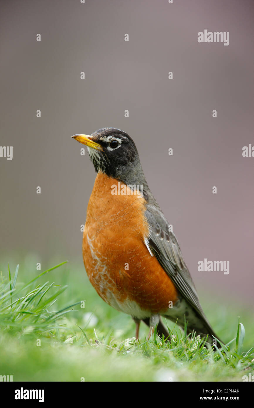 American Robin (Turdus migratorius migratorius), Eastern subspecies ...