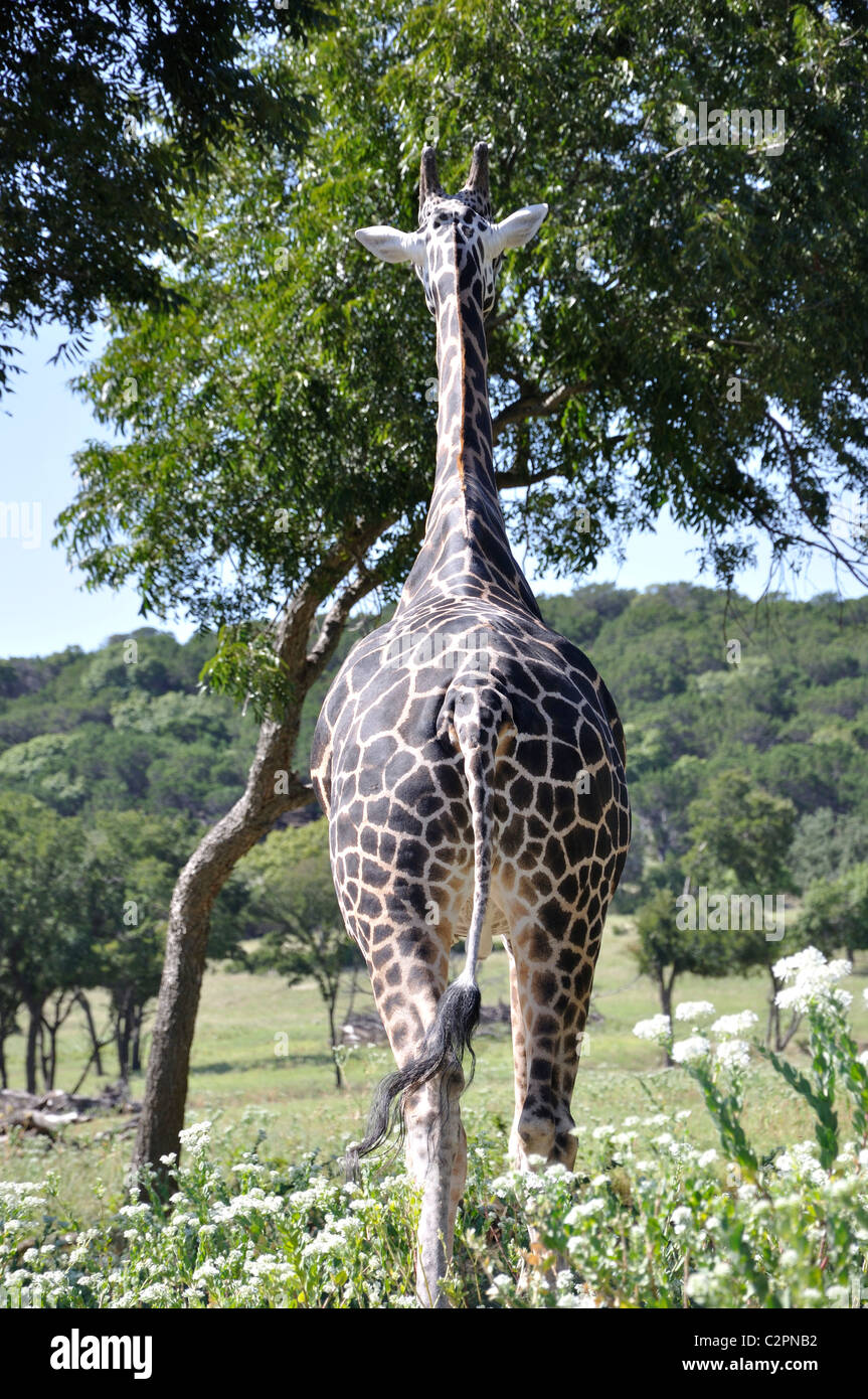 Giraffe at Fossil Rim safari in Texas, USA Stock Photo - Alamy