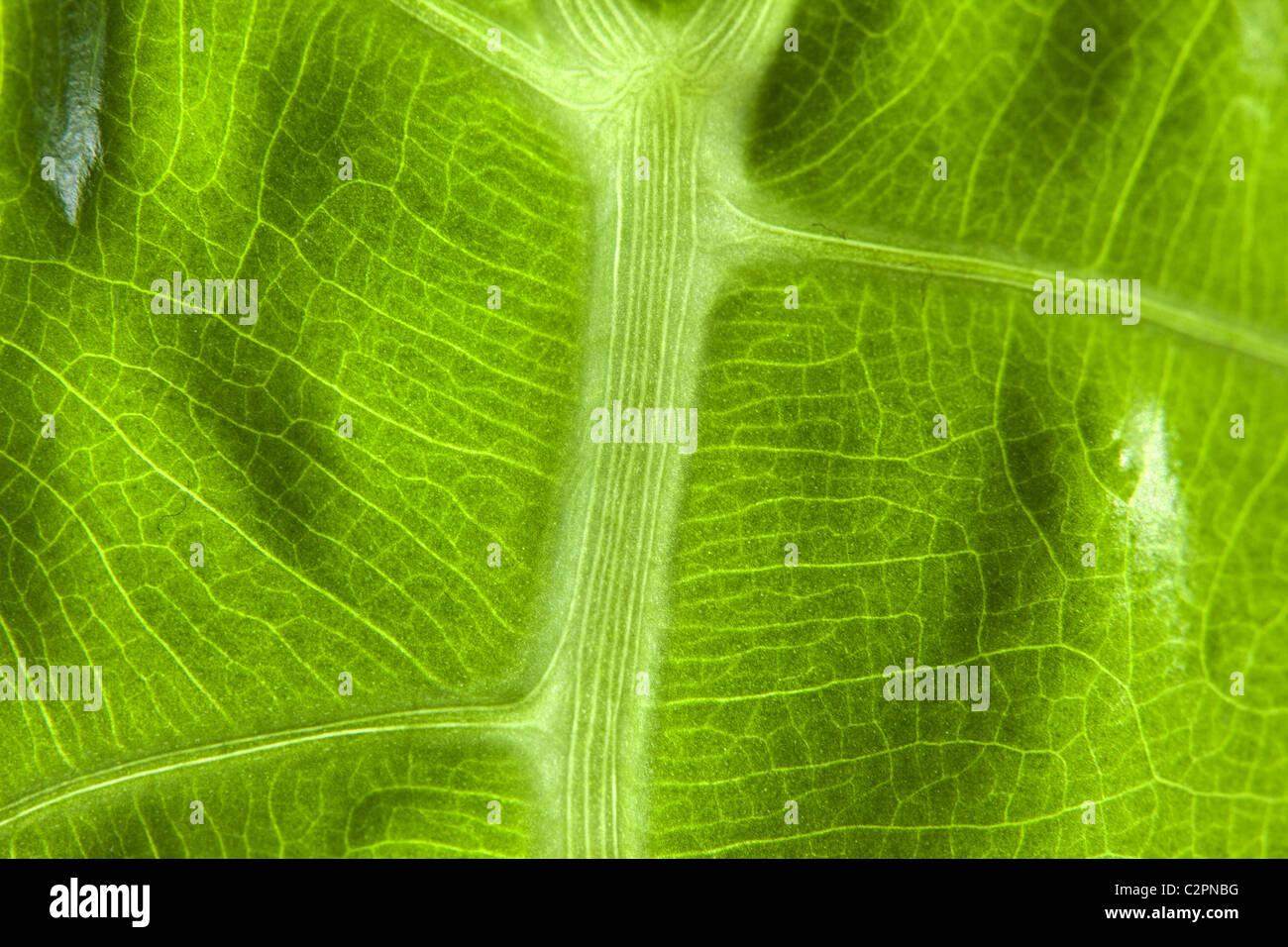 Growth abstract hi-res stock photography and images - Alamy