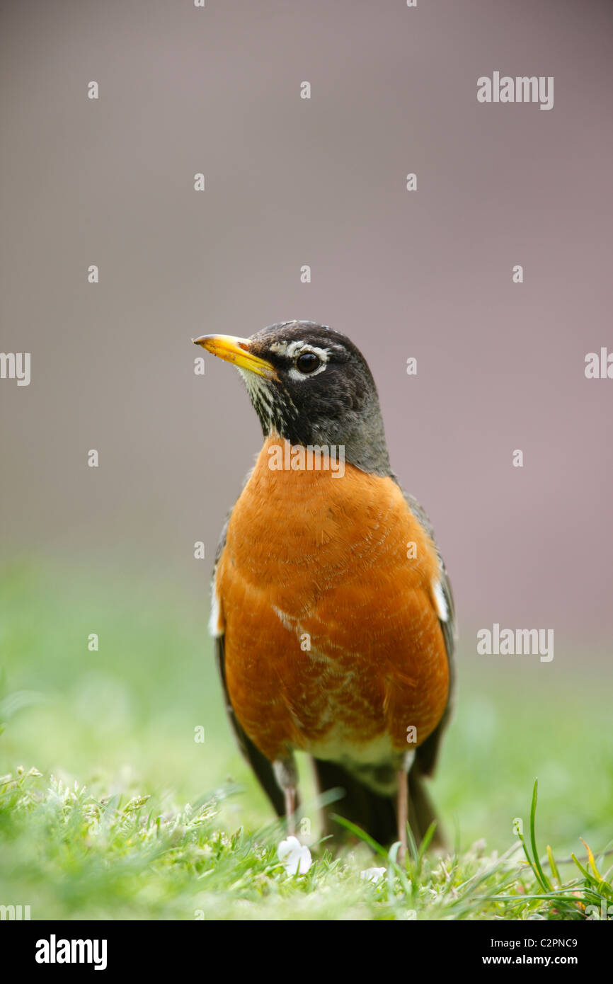 American Robin (Turdus migratorius migratorius), Eastern subspecies ...