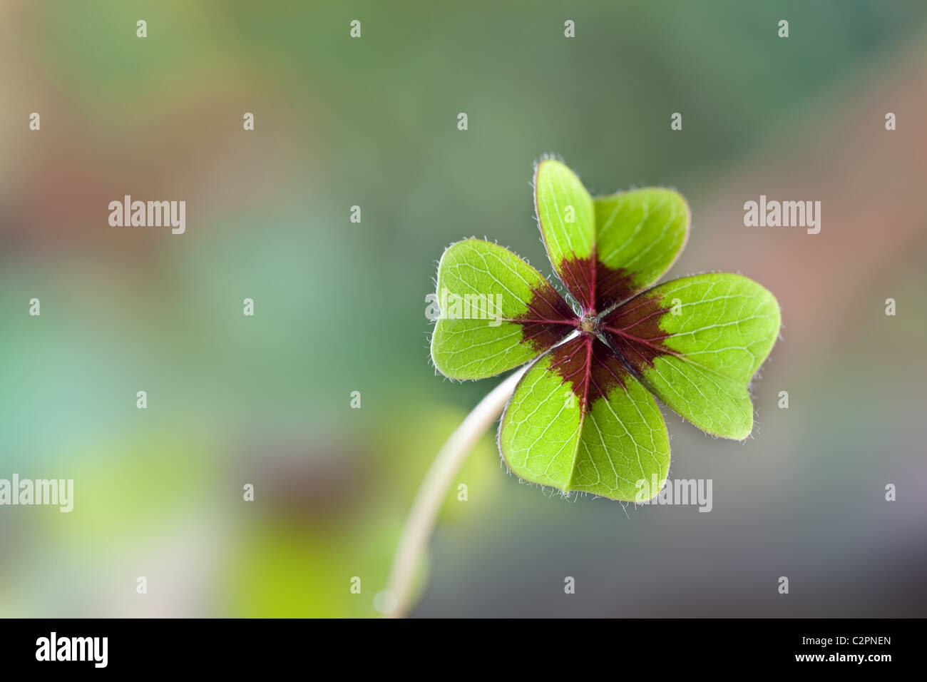 Four - Leaved Clover Stock Photo - Alamy