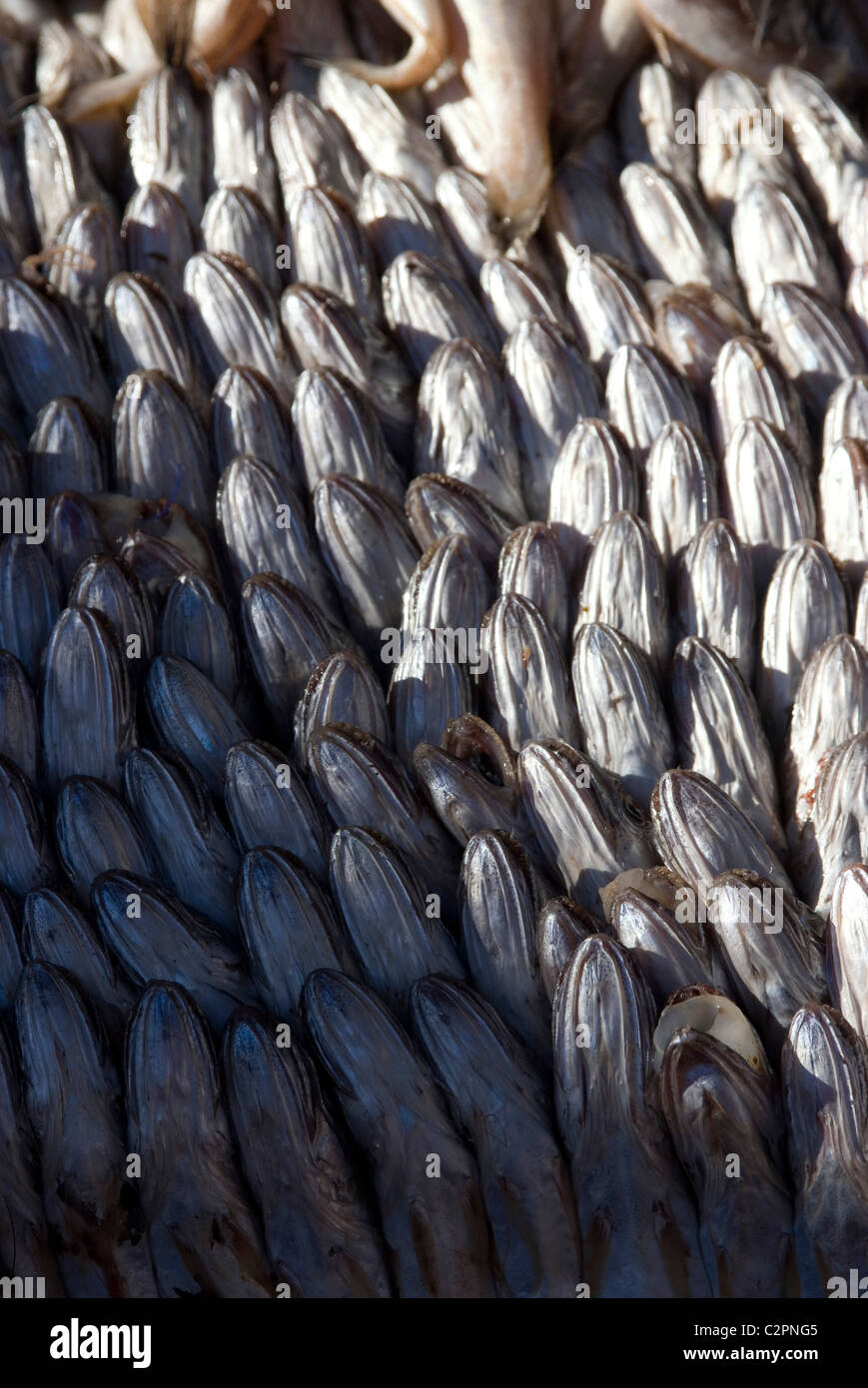 Fresh fish market detailed hi-res stock photography and images - Alamy