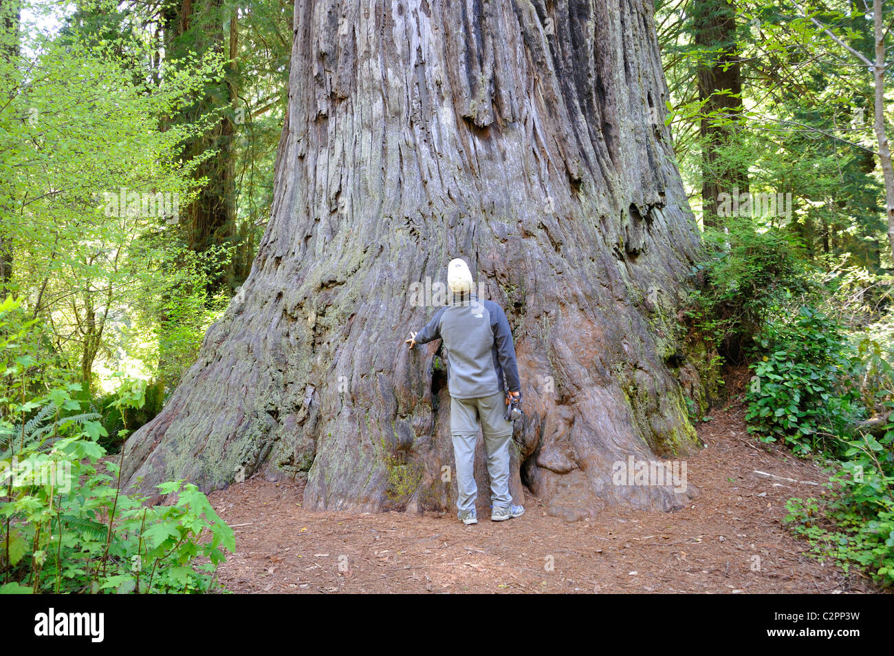 Redwoods National Park, California, USA Stock Photo - Alamy