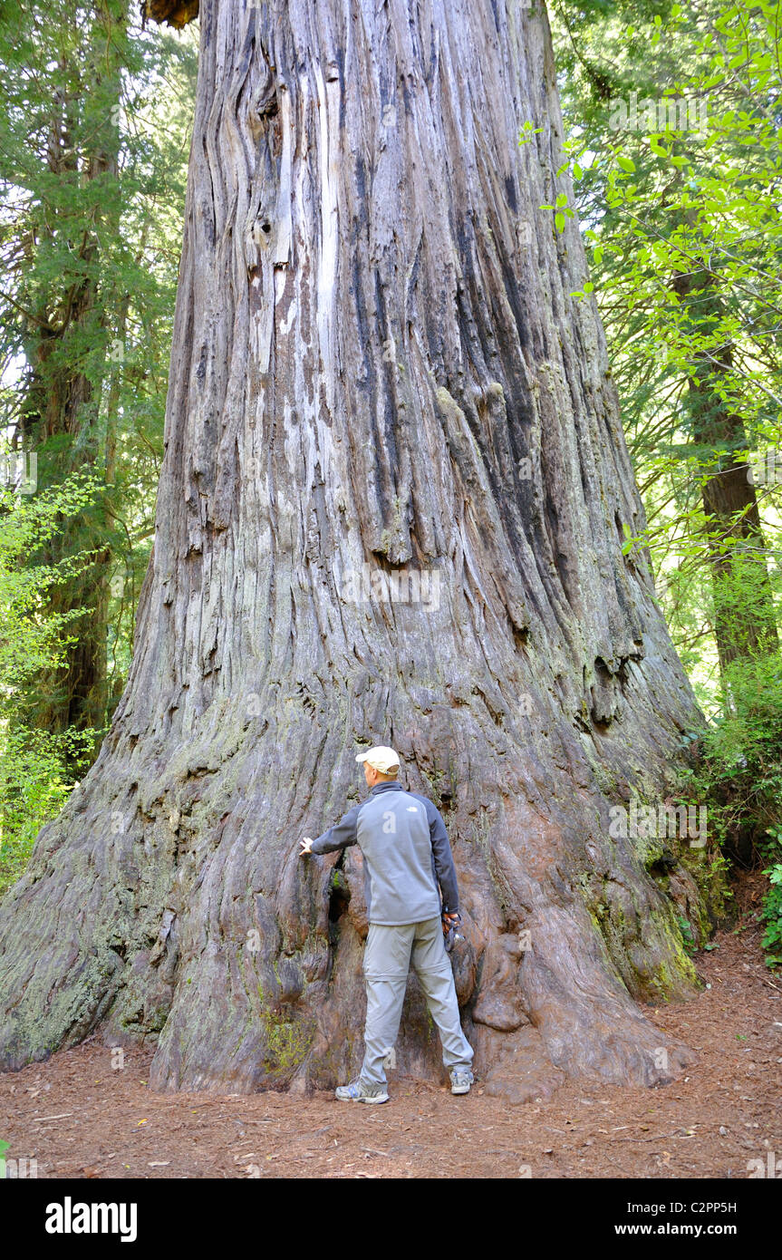 Small Sequoia Tree Stock Photos & Small Sequoia Tree Stock Images - Alamy