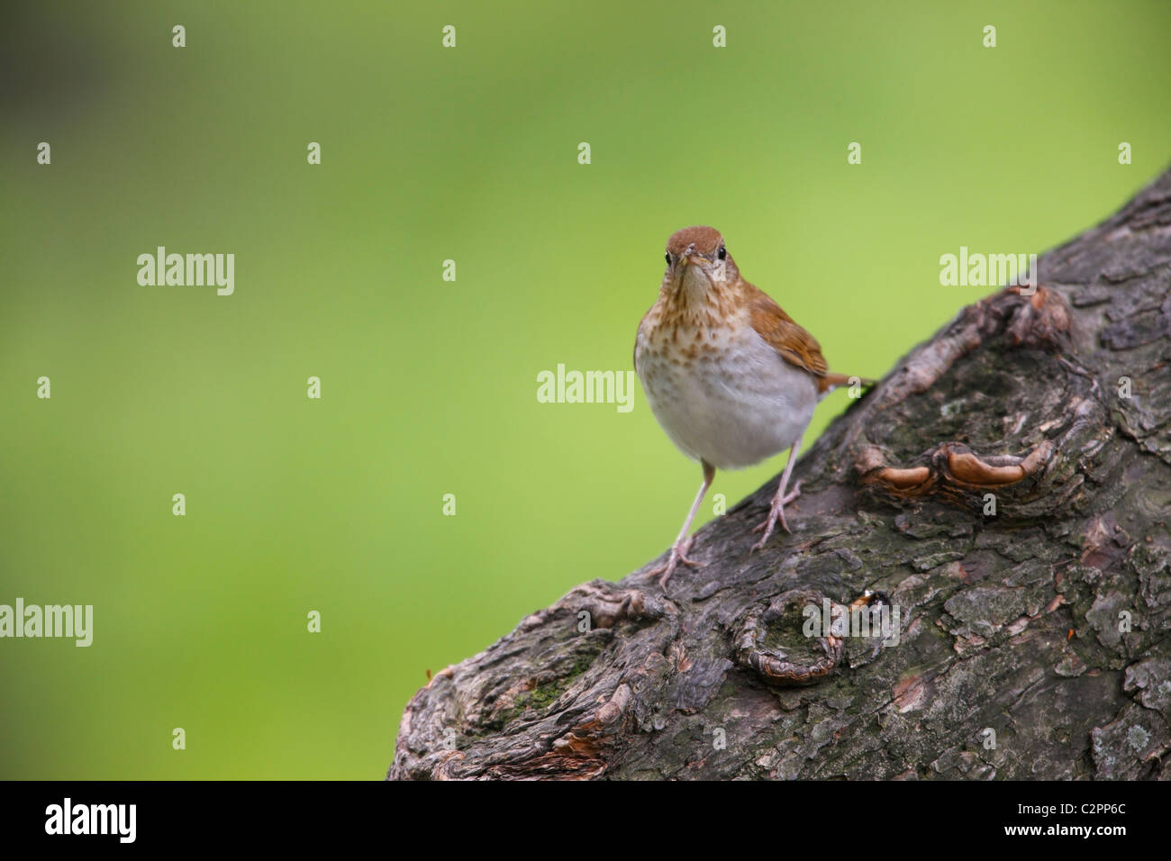 Catharus fuscescens hi-res stock photography and images - Alamy