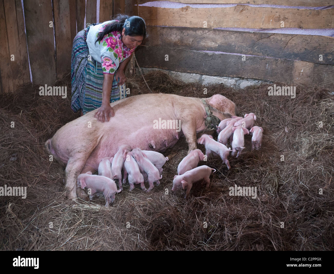 A woman farmer pets her female pig while it nurses her 14 piglets in a ...