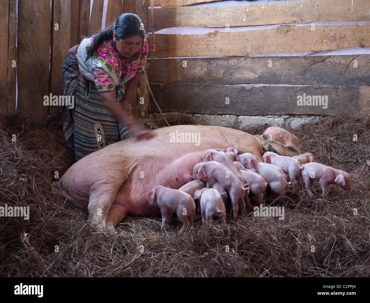 A woman farmer pets her female pig while it nurses her 14 piglets in a ...