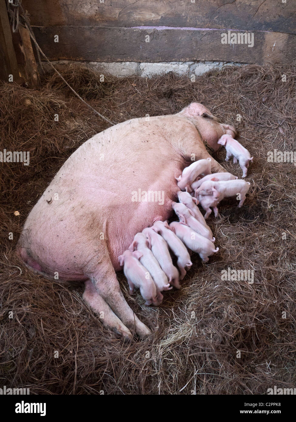 A female pig nurses her 14 piglets in a barn in San Franciso El Alto ...
