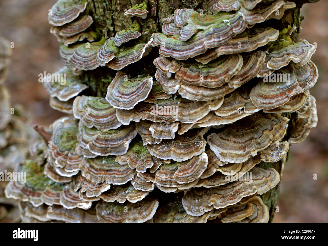Turkeytail Bracket Fungus Many Zoned Polypore Trametes versicolor ...