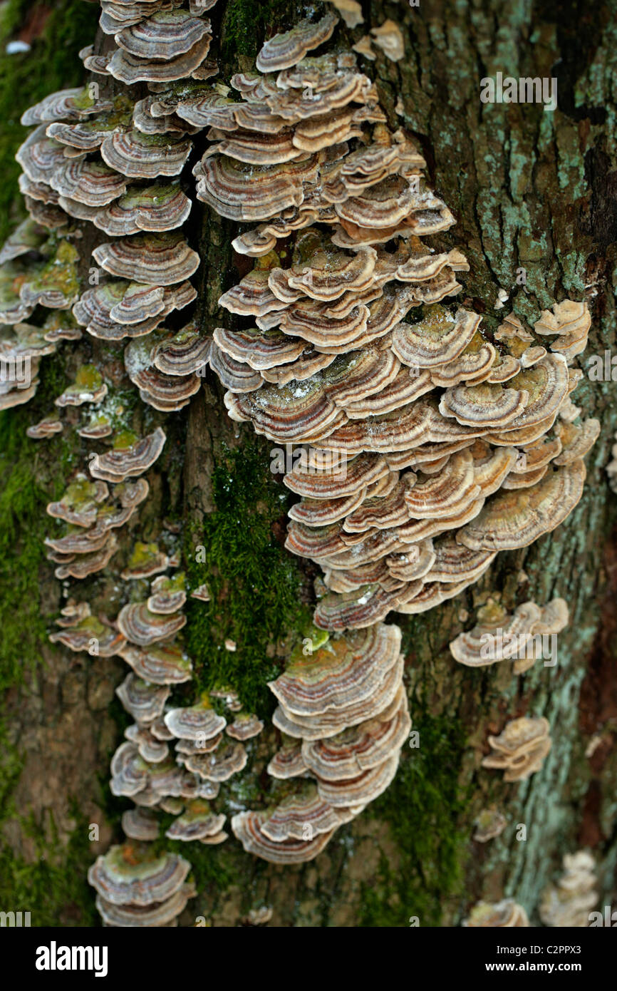Turkeytail Bracket Fungus Many Zoned Polypore Trametes versicolor ...