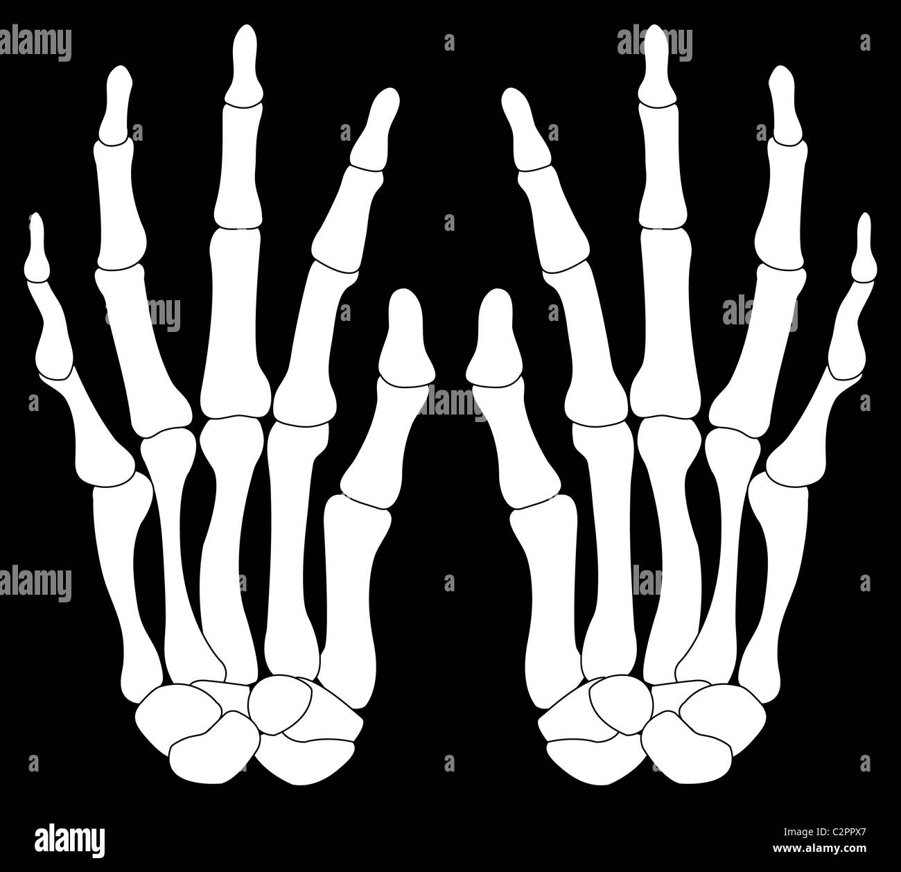 Hand illustration skeleton thumb hi-res stock photography and images ...
