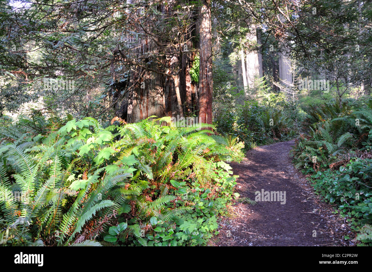 Redwoods National Park, California, USA Stock Photo - Alamy