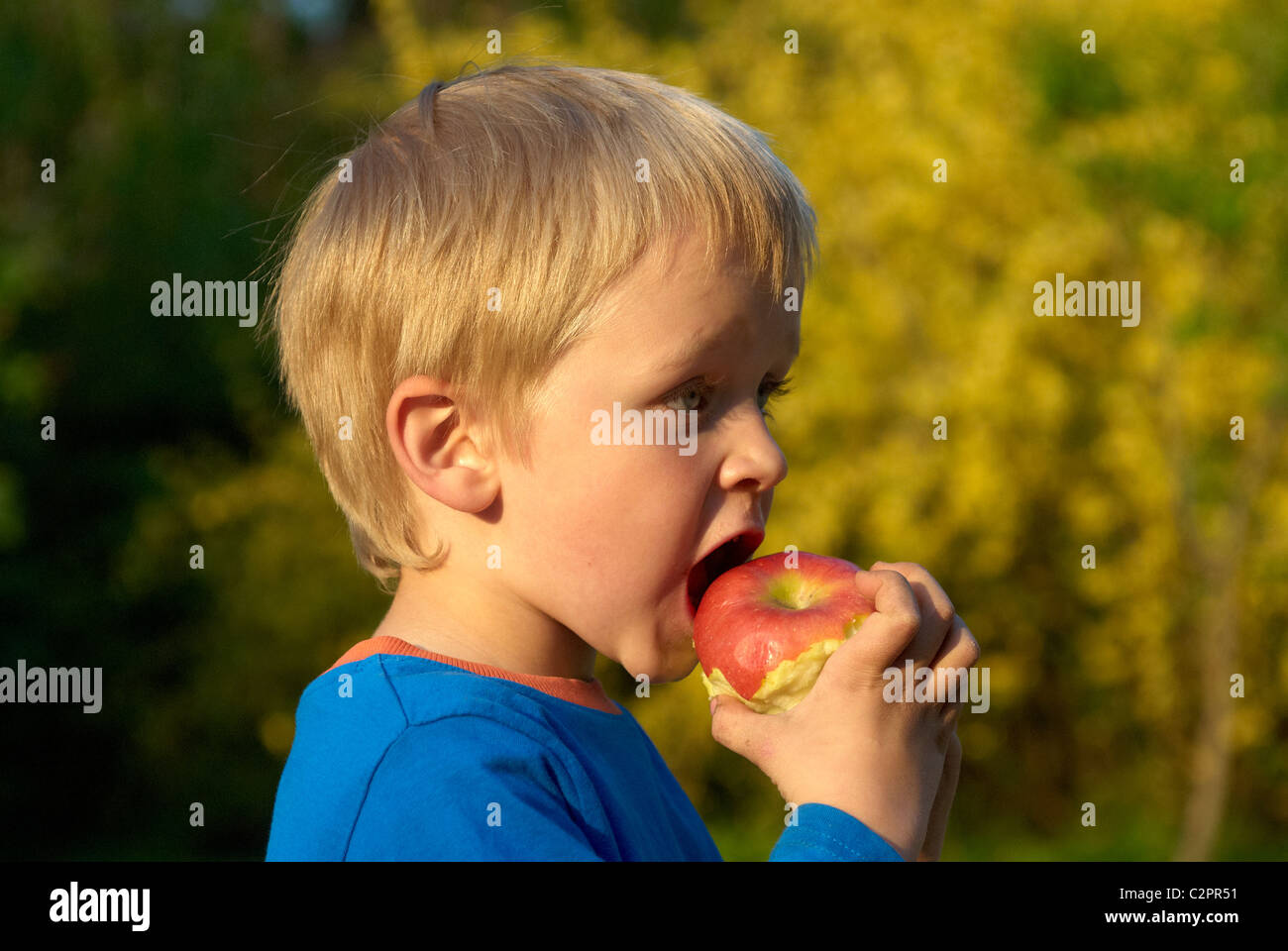 Child Blond Boy Eating Apple outside Stock Photo - Alamy