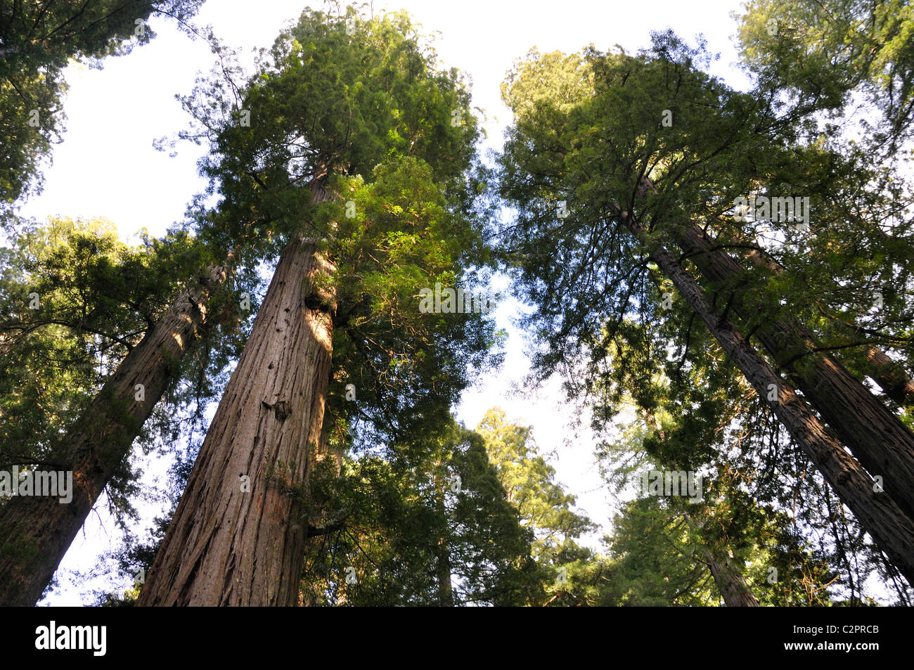 Redwoods National Park, California, USA Stock Photo - Alamy