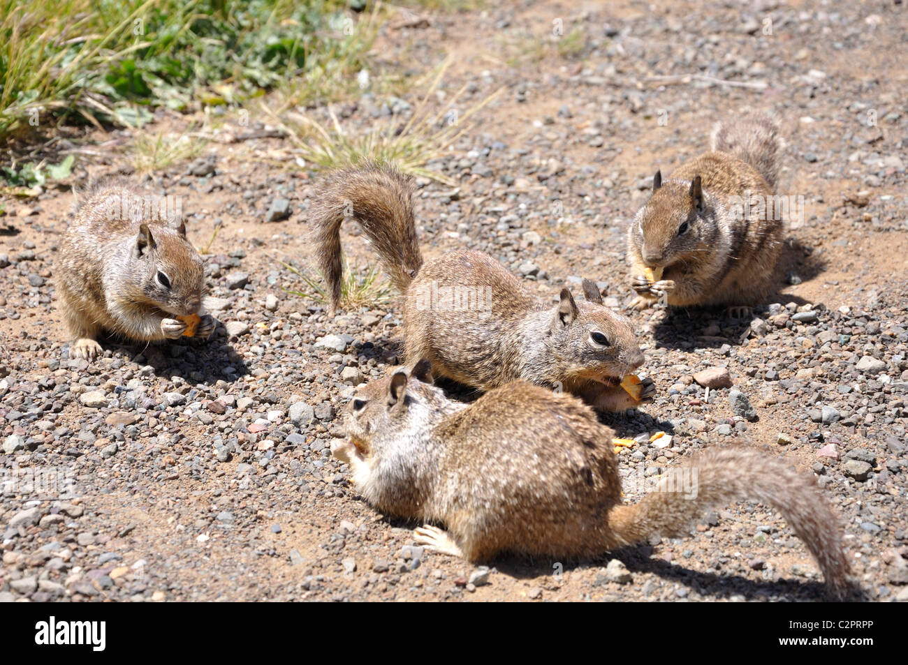 Squirrels eating peanuts Stock Photo - Alamy