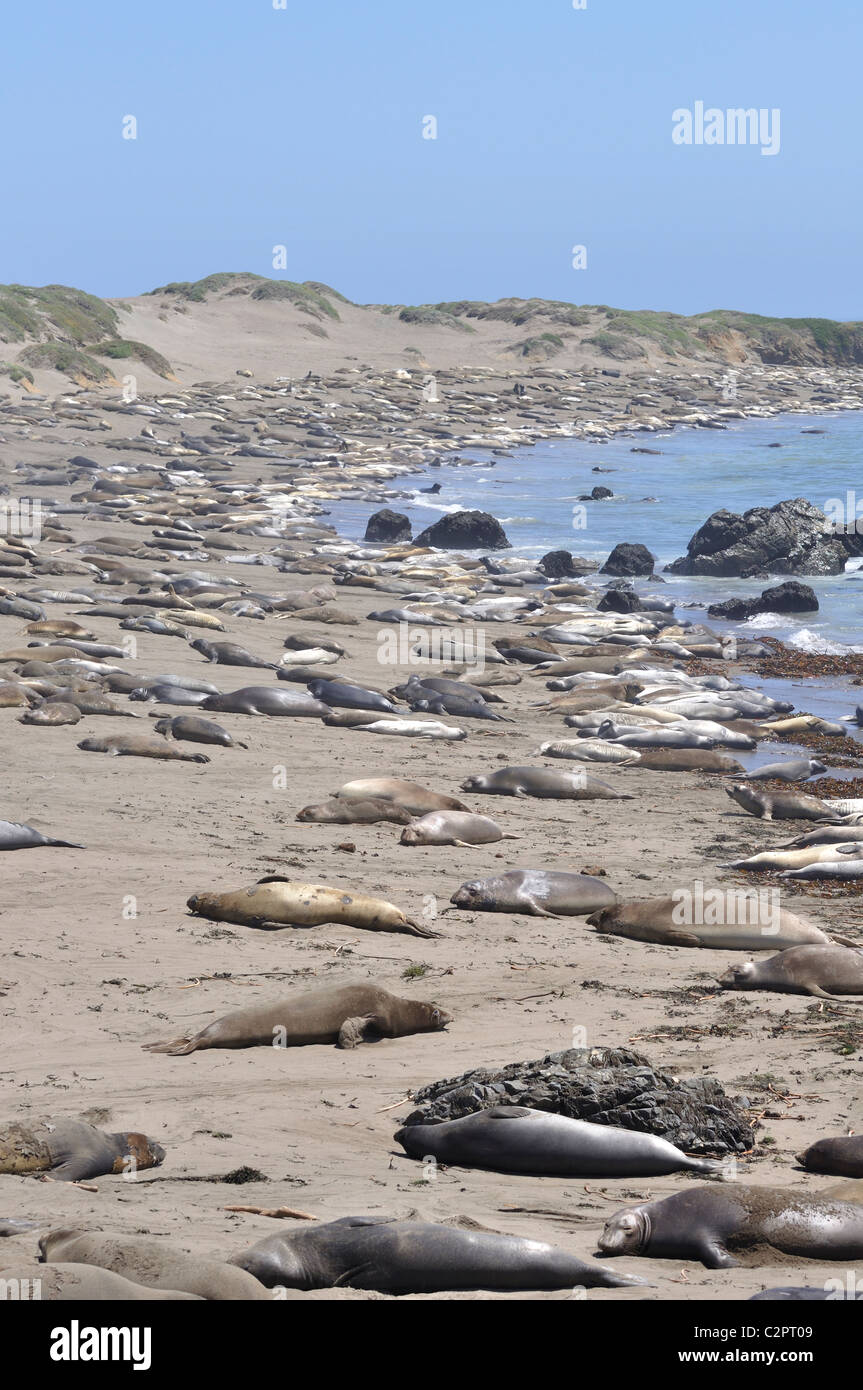 Elephant seals colony during molting period, Piedras Blancas beach ...