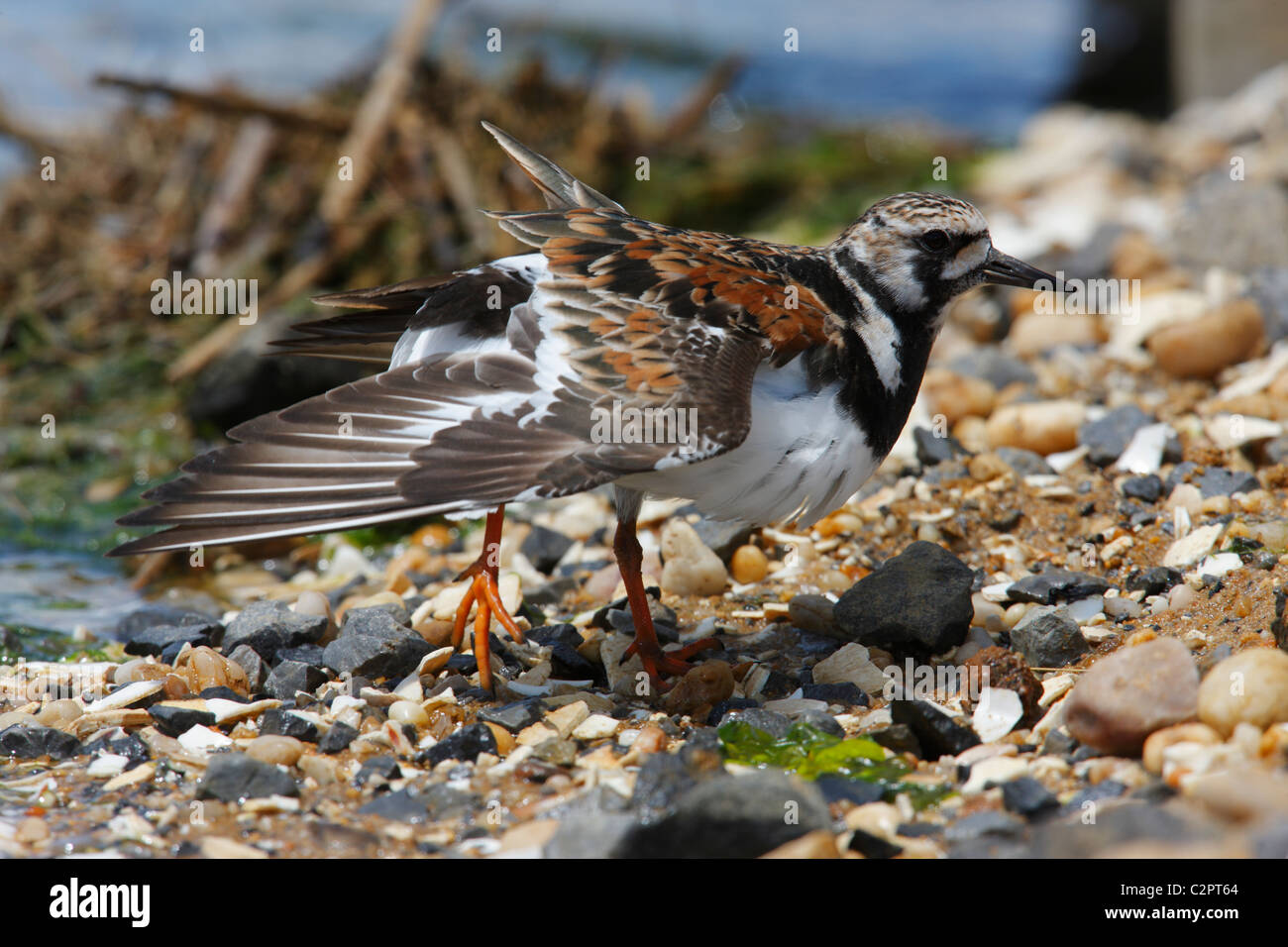 Male turnstone hi-res stock photography and images - Alamy