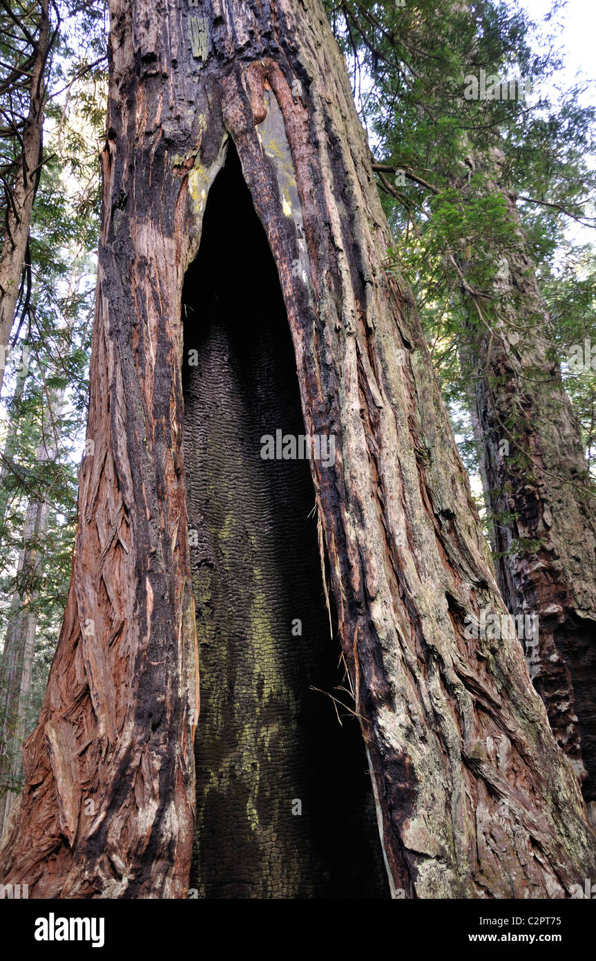 Redwoods National Park, California, USA Stock Photo - Alamy