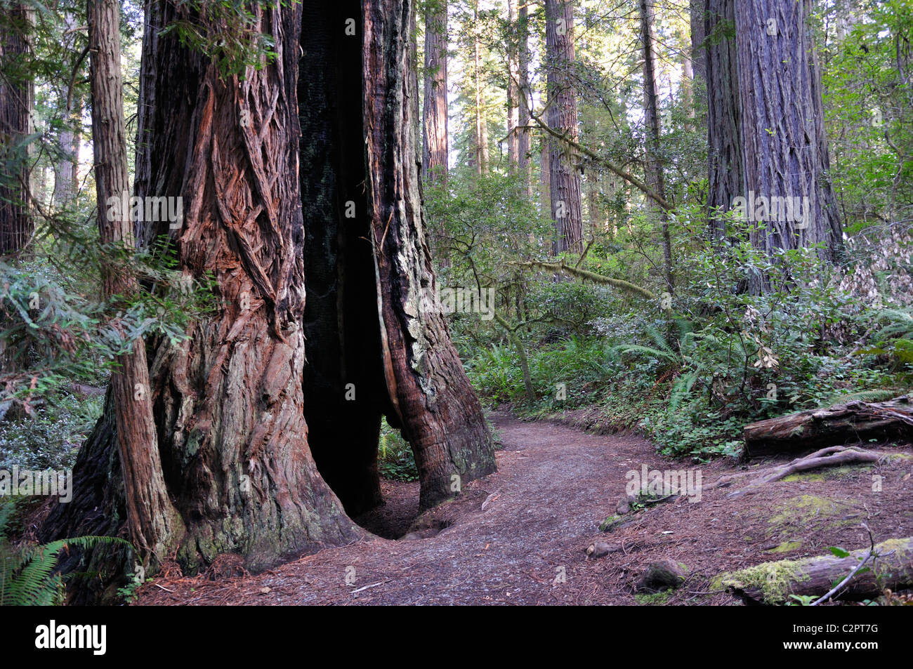 Burned trees sequoia national park hi-res stock photography and images ...
