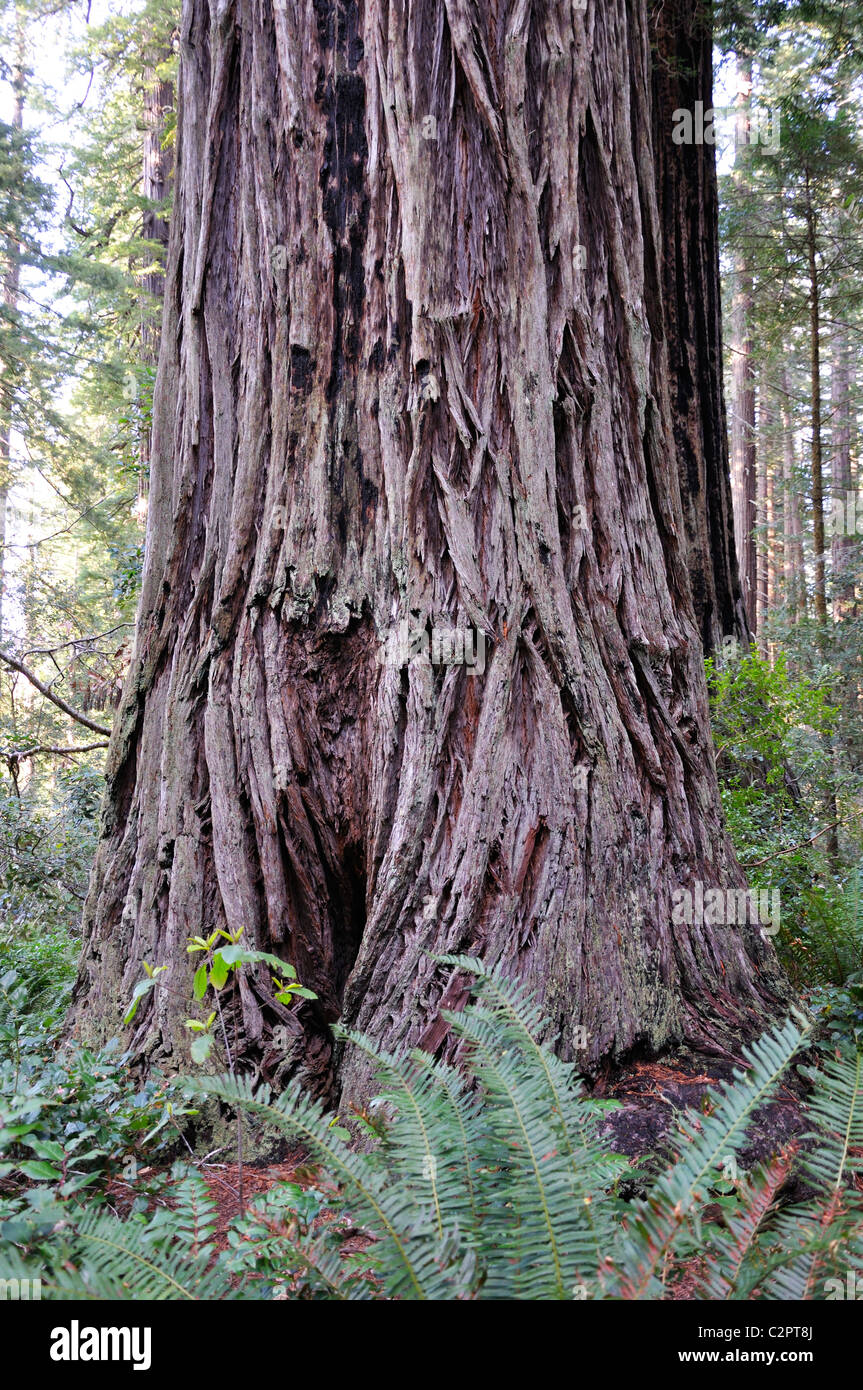 Redwoods National Park, California, USA Stock Photo - Alamy