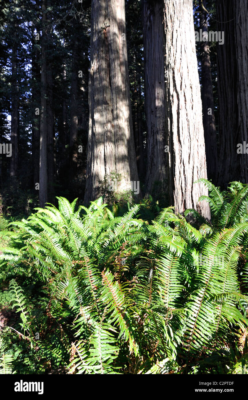 Redwoods National Park, California, USA Stock Photo - Alamy