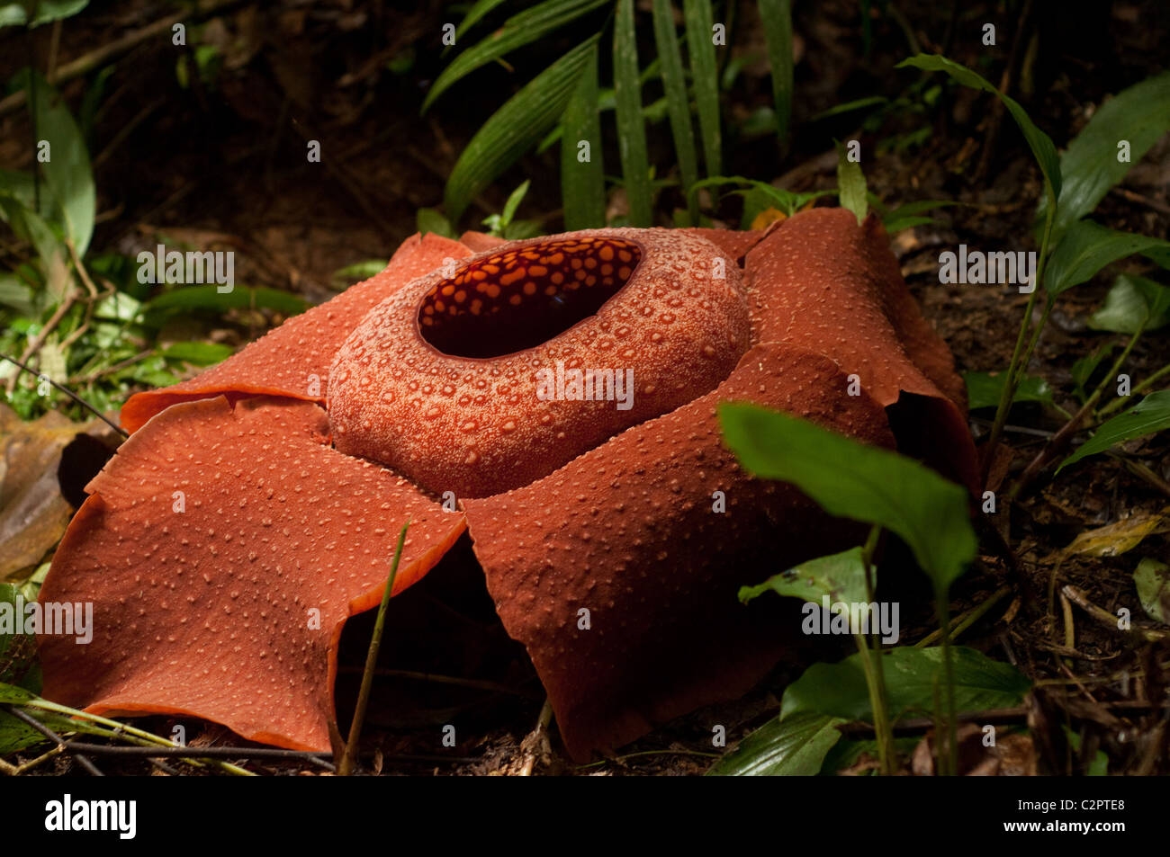 Rafflesia, the World Largest Flower in the Cameron Highlands, Malaysia ...