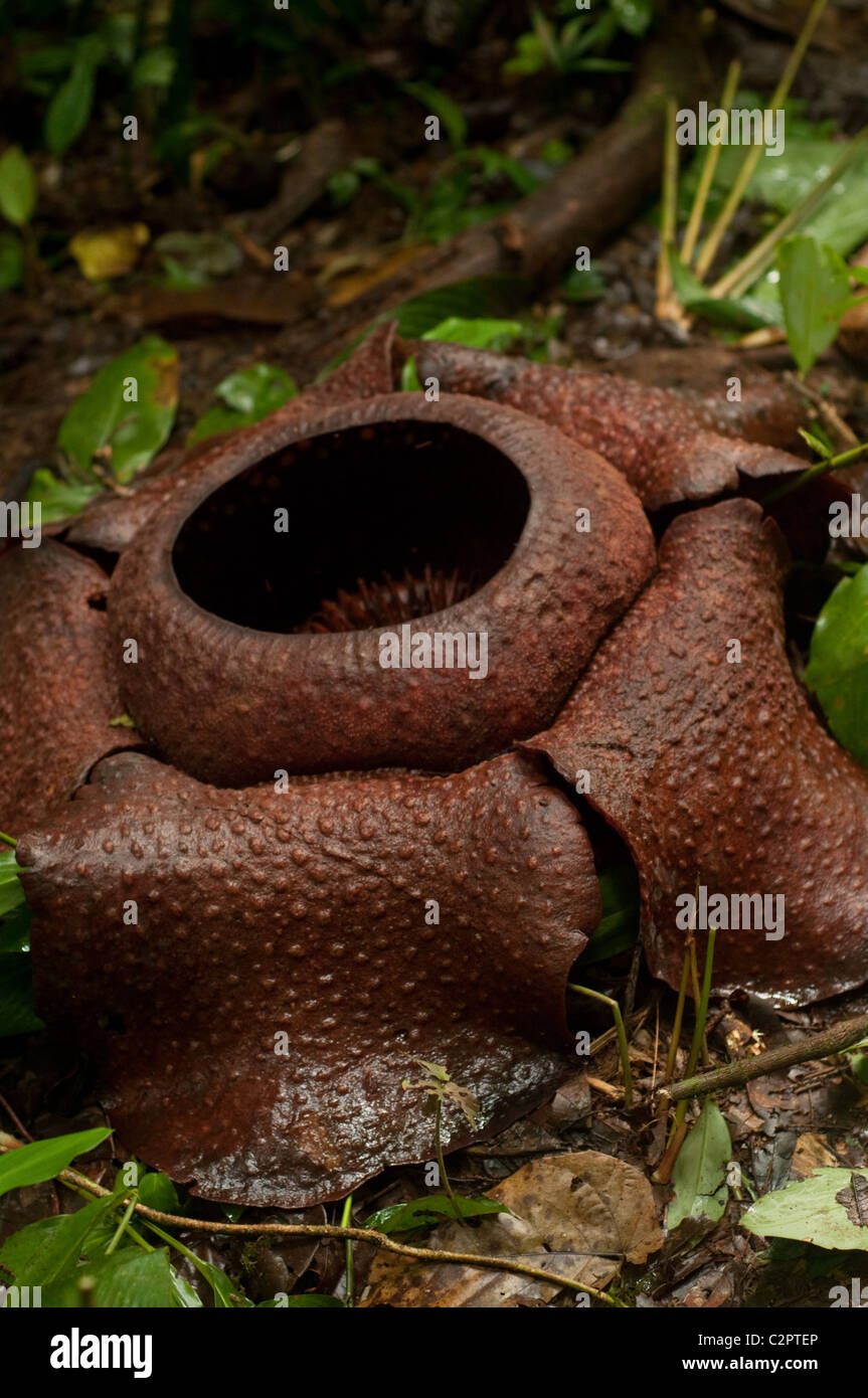 Rafflesia High Resolution Stock Photography and Images - Alamy
