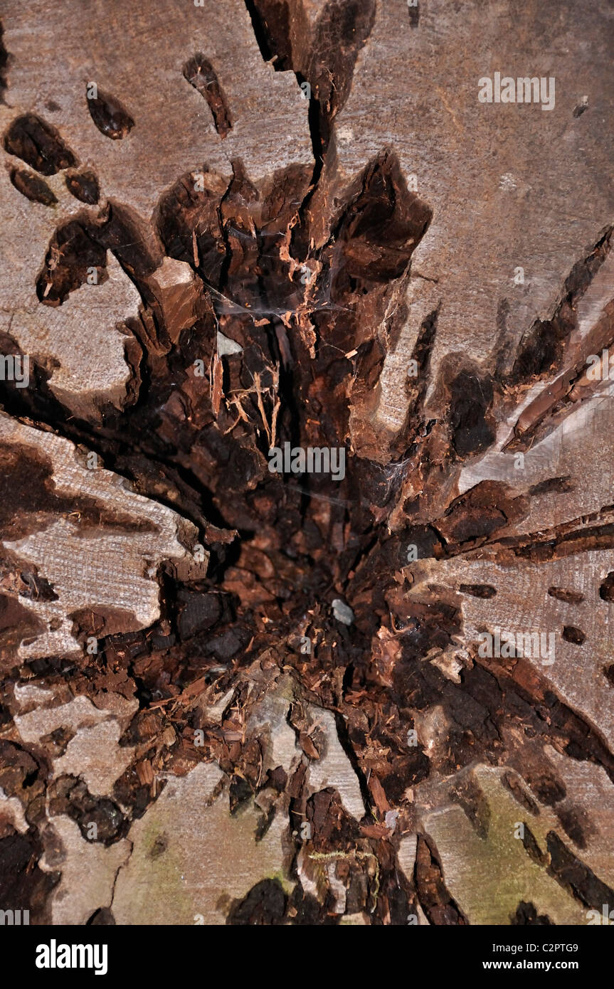 Redwoods National Park, California, USA - cross section showing redwood ...