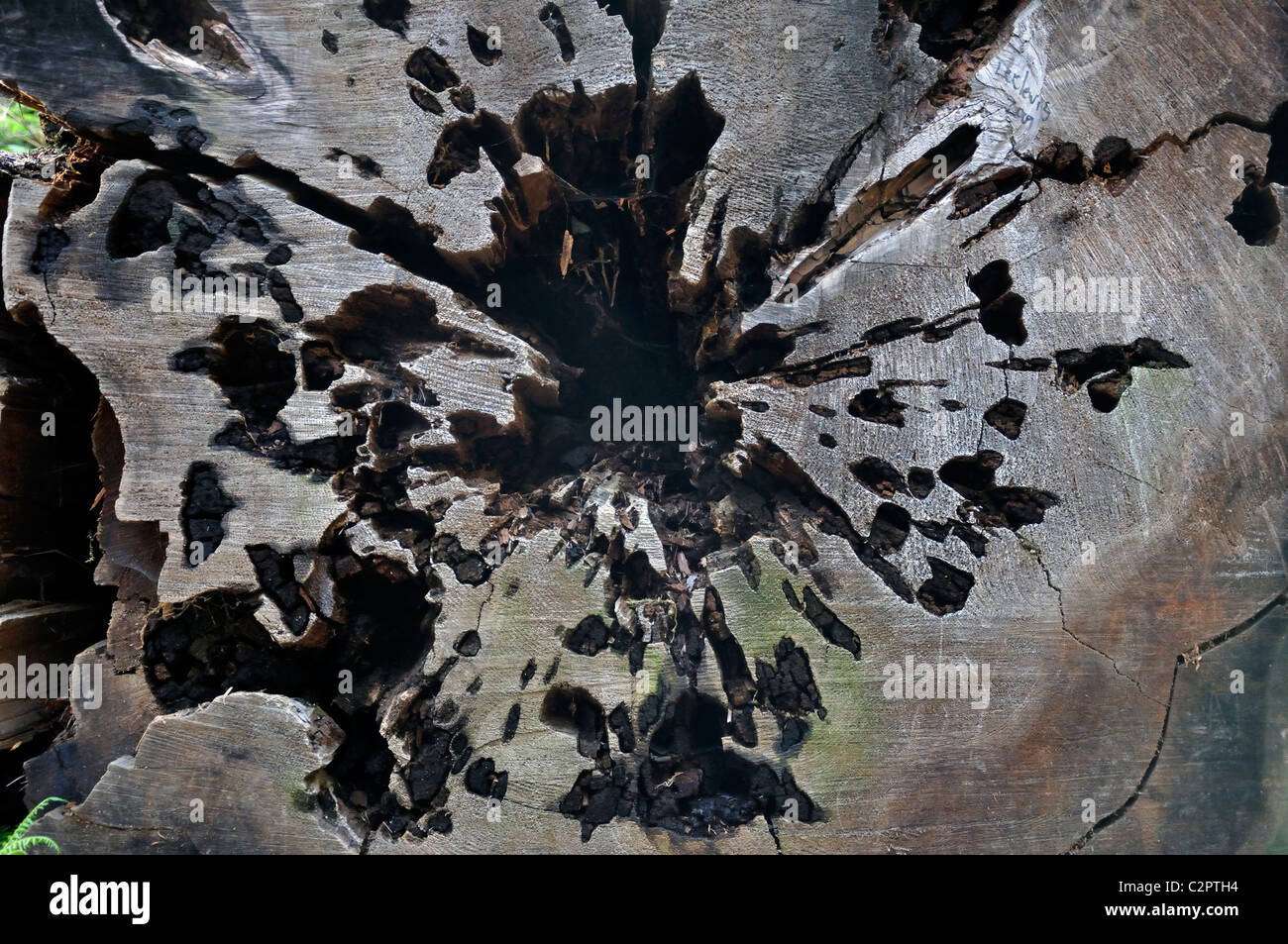 Redwoods National Park, California, USA - cross section showing redwood ...