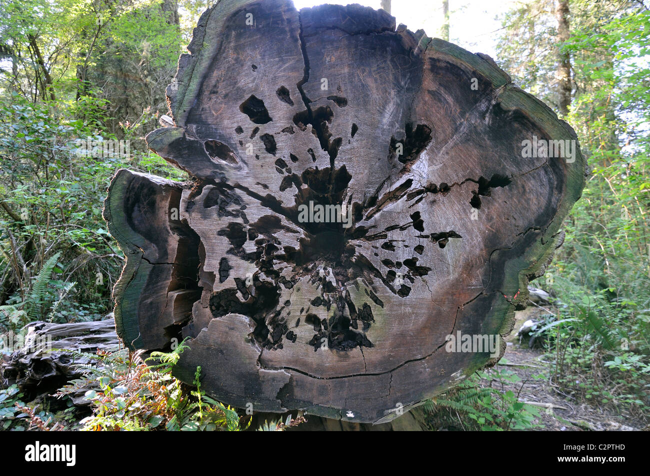 Redwoods National Park, California, USA - cross section showing redwood ...