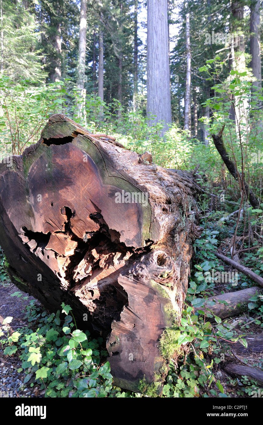 Redwoods National Park, California, USA - cross section showing redwood ...