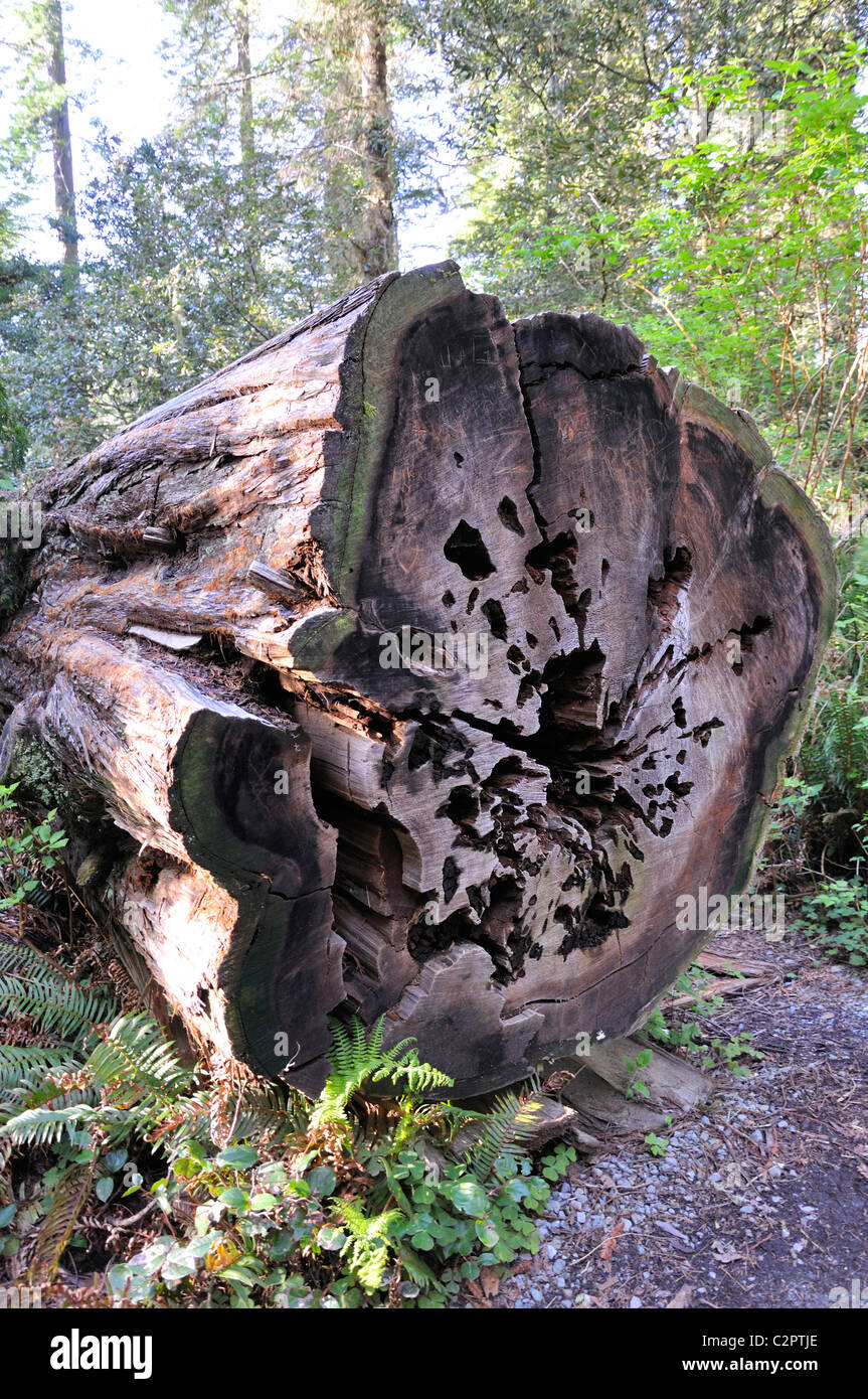 Cross section redwood tree trunk hi-res stock photography and images ...