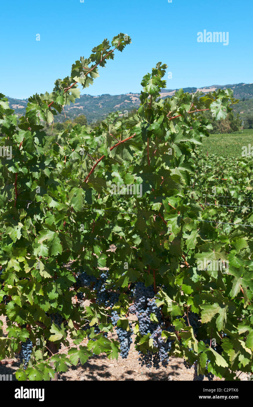 California, Sonoma County, Alexander Valley, wine grape vines Stock ...