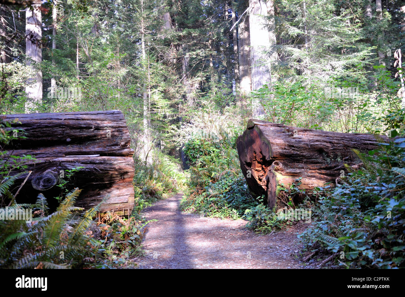 Redwoods National Park, California, USA Stock Photo - Alamy