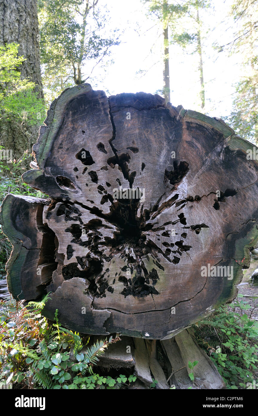 Redwoods National Park, California, USA - cross section showing redwood ...