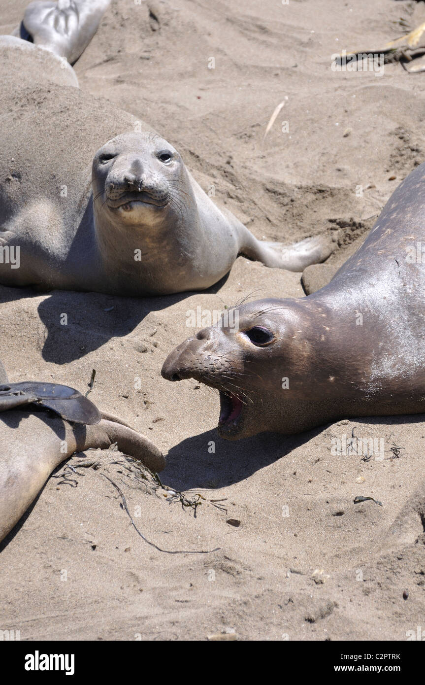 Elephant seals colony during molting period, Piedras Blancas beach ...