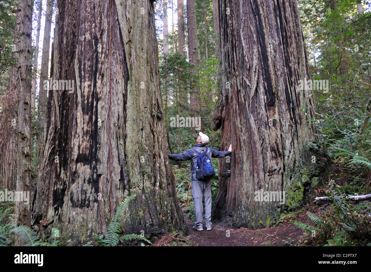 Redwoods National Park, California, USA Stock Photo - Alamy