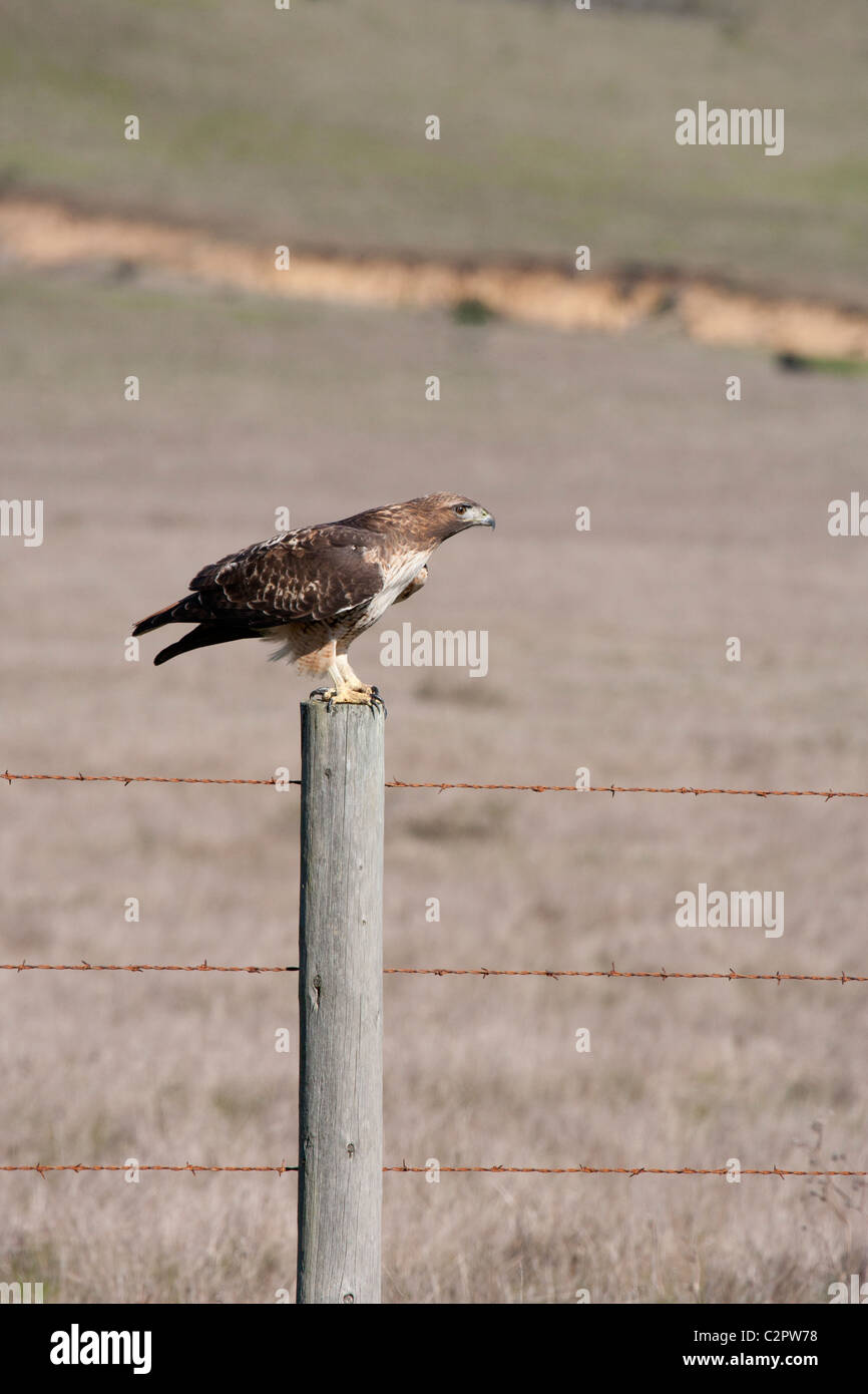 Red tailed hawk on fence hi-res stock photography and images - Alamy