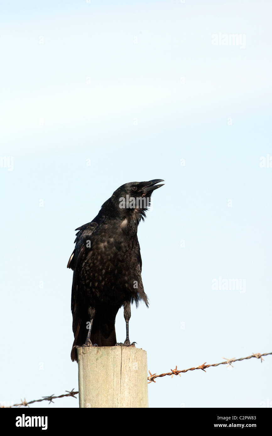 American Crow Calling Stock Photo - Alamy