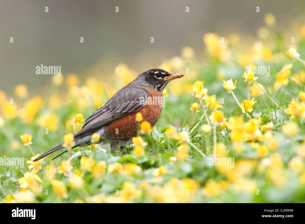 American Robin in Buttercup Flowers Stock Photo - Alamy