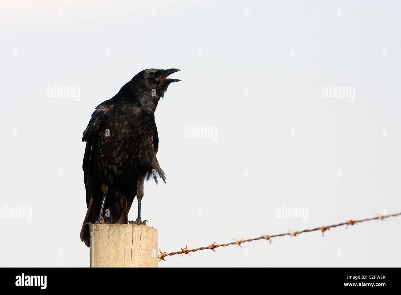 American Crow Calling Stock Photo - Alamy