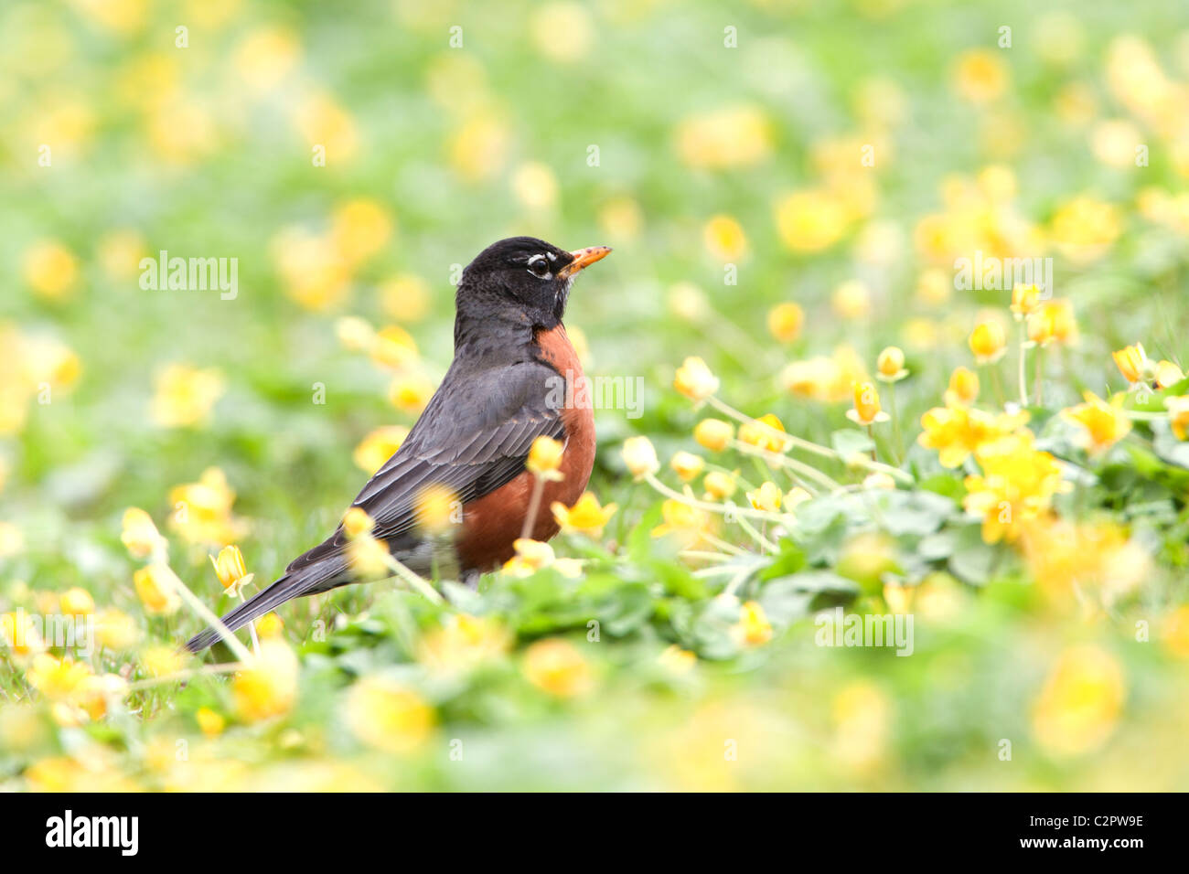American Robin in Buttercup Flowers Stock Photo - Alamy