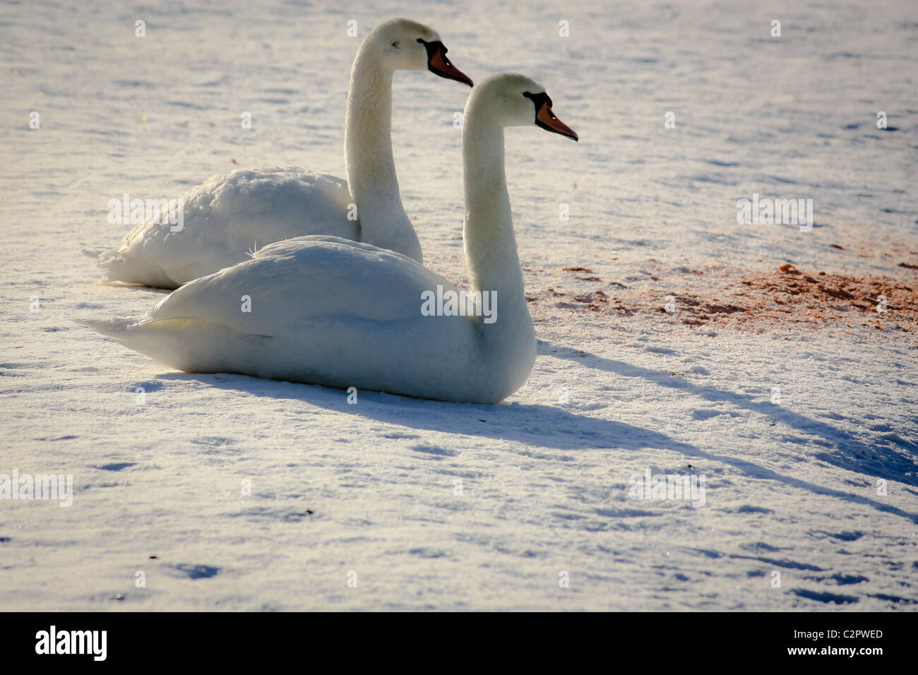 Two swan sitting on snow at sunset Stock Photo - Alamy