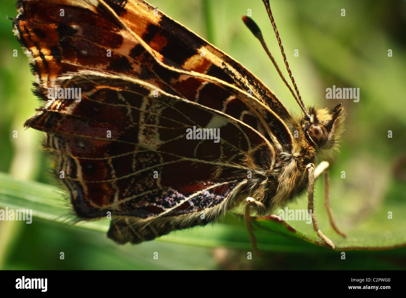 closeup moth on green plant Stock Photo - Alamy