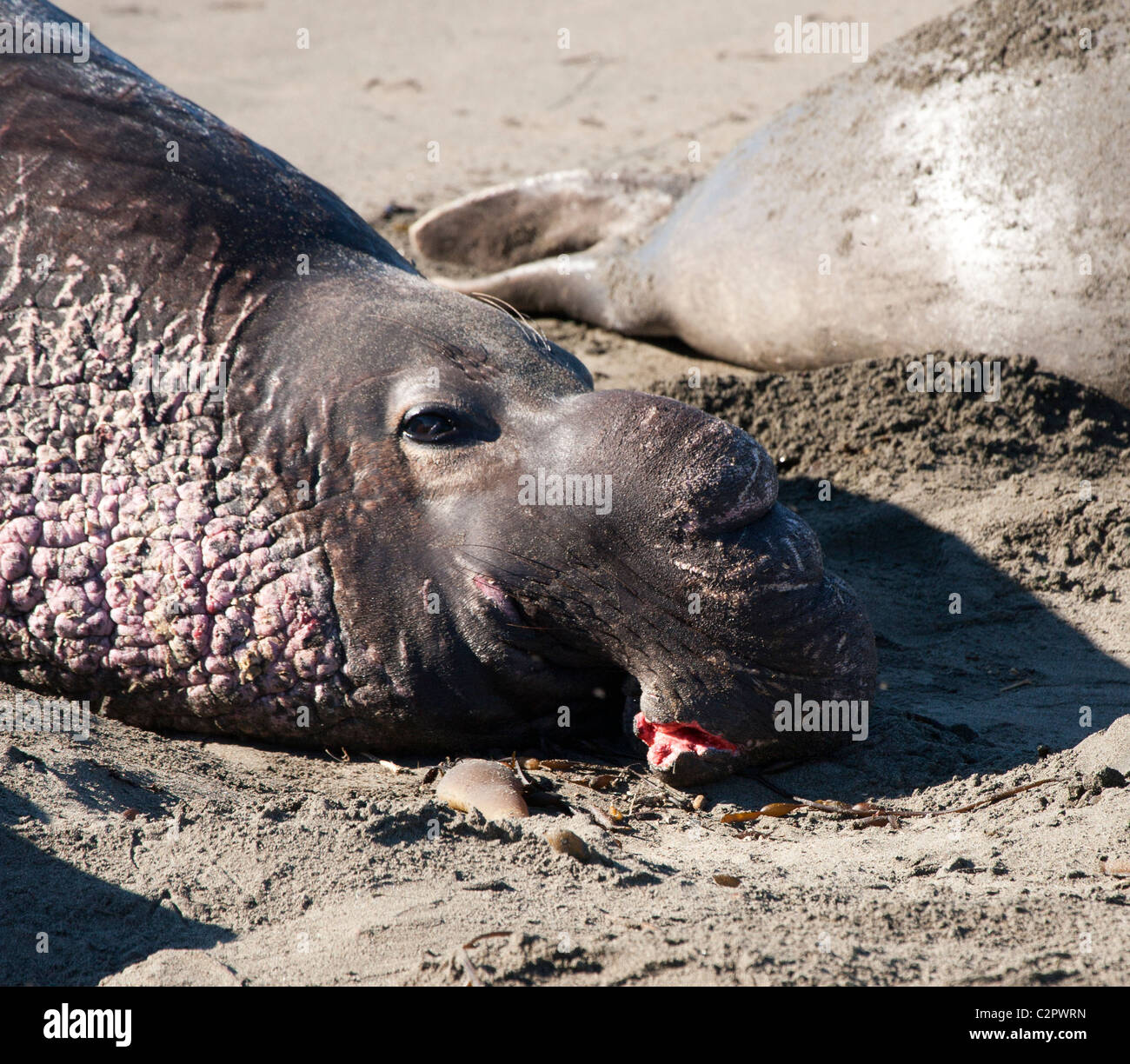 Gash hi-res stock photography and images - Alamy