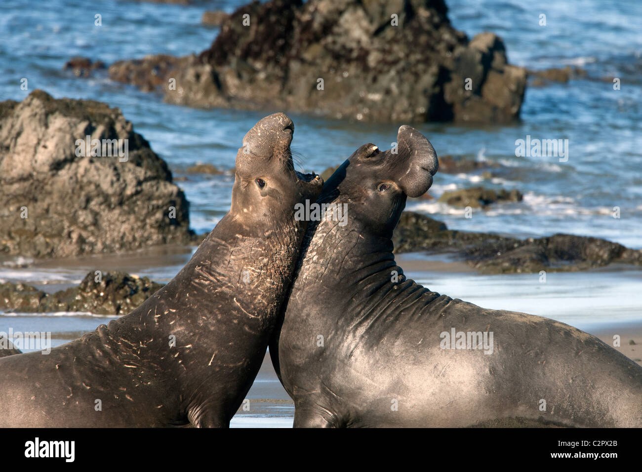 Elephant Seal Bulls Fighting Stock Photo - Alamy