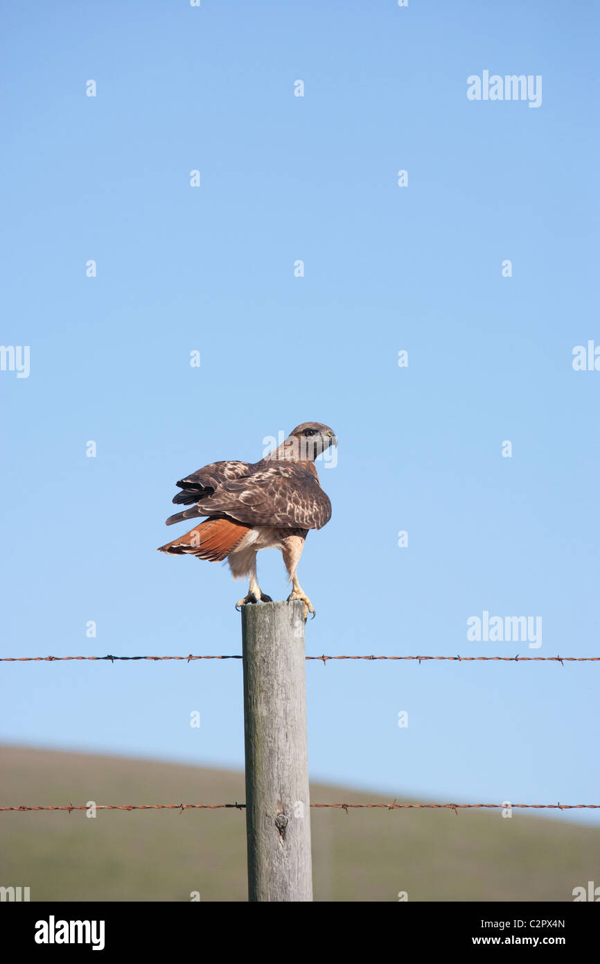 Red tailed Hawk on a Fence Post Stock Photo - Alamy