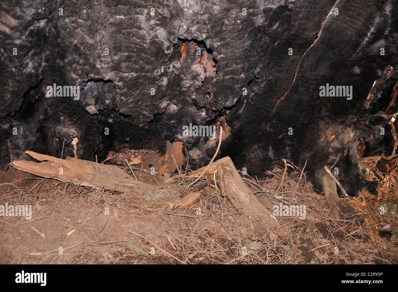 Redwoods National Park, California, USA - burned trunk of redwood tree ...